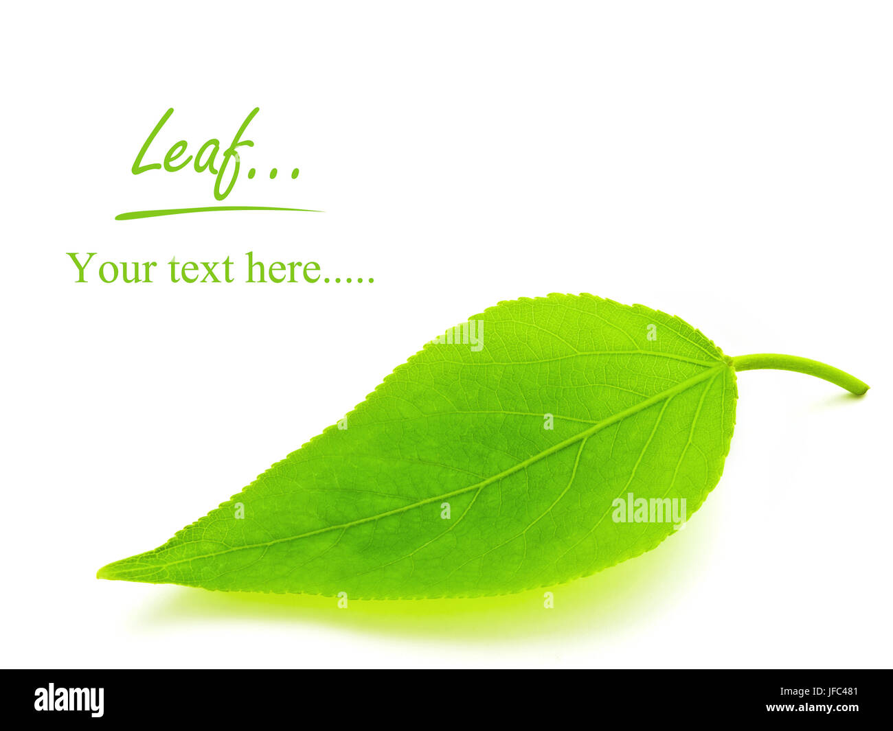 Green Leaf over White Stock Photo - Alamy