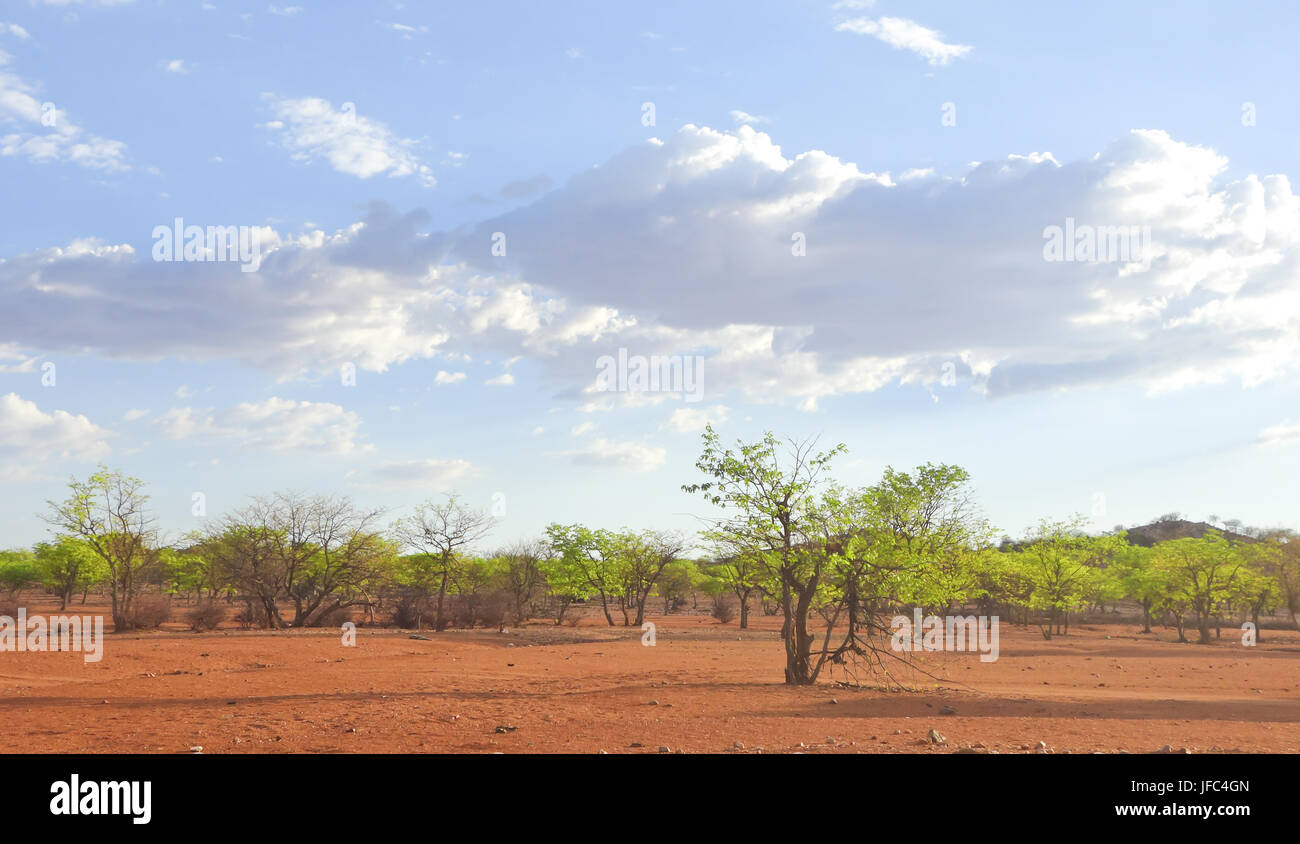 Kalahari sand acacia hi-res stock photography and images - Alamy
