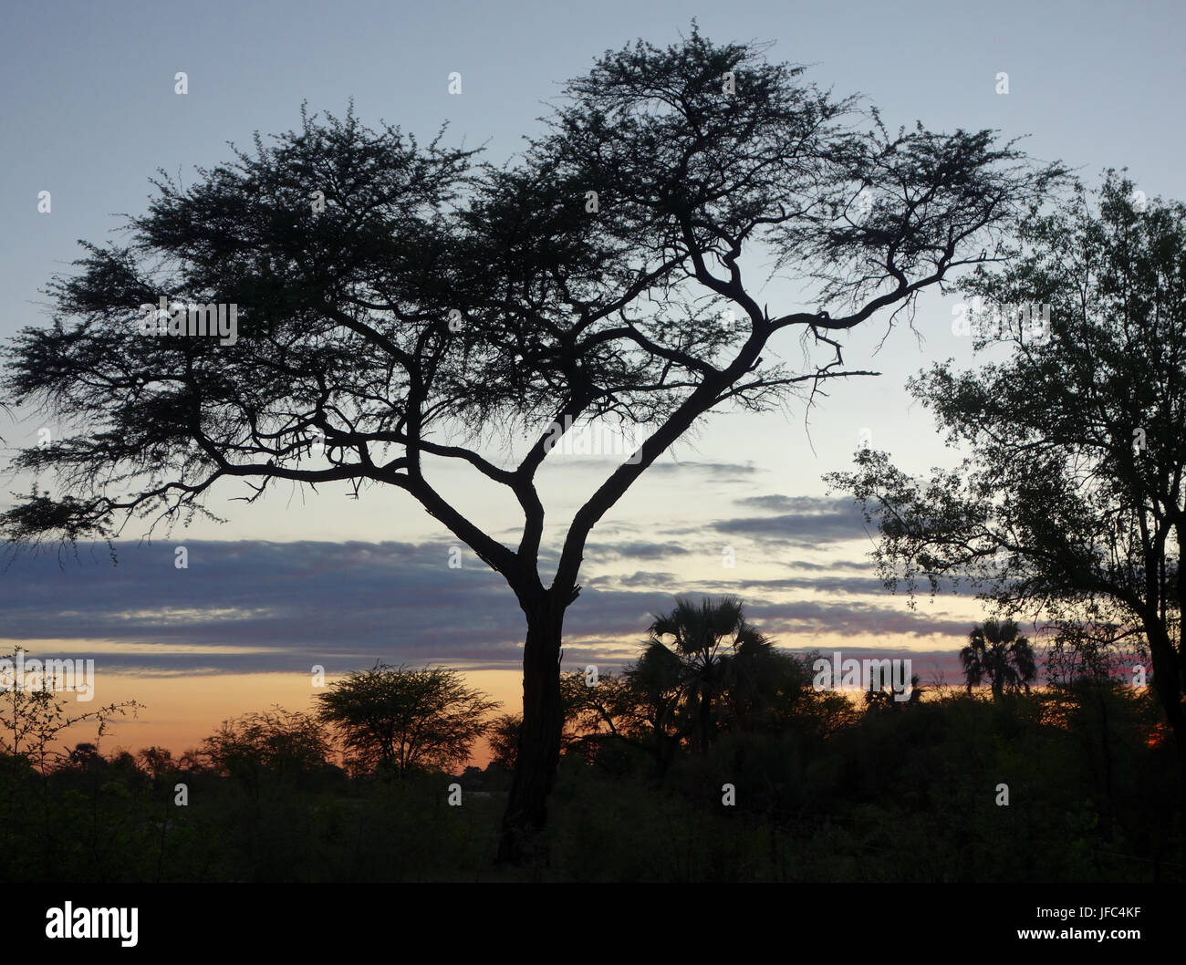 Savannah night sky hi-res stock photography and images - Alamy