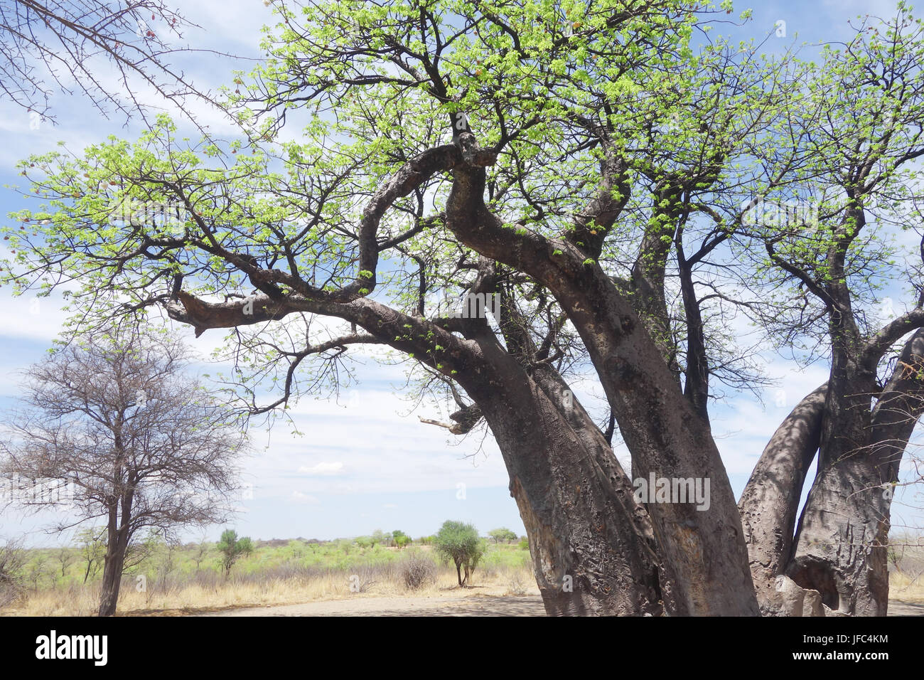 Flowering baobab hi-res stock photography and images - Alamy