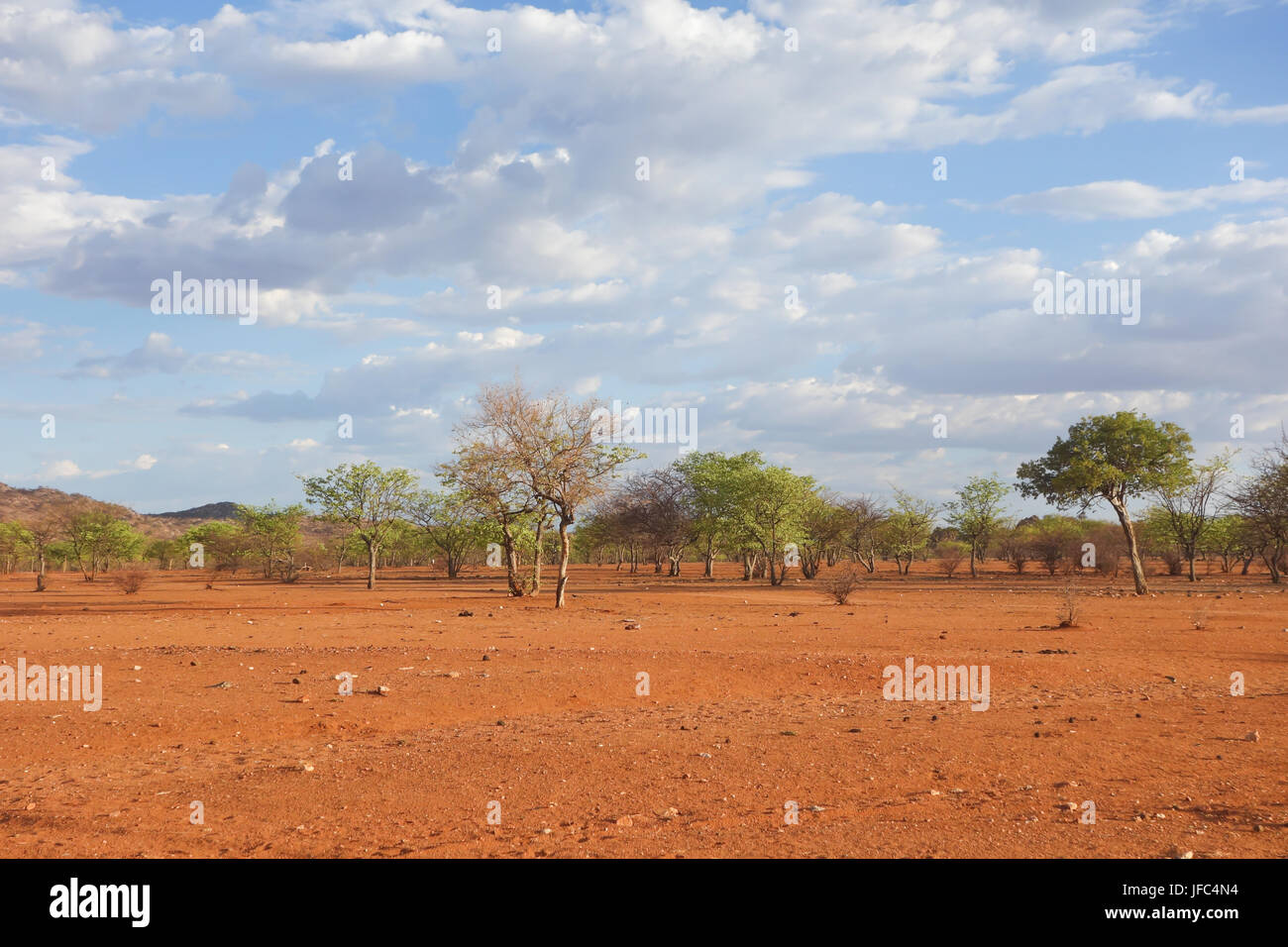 Kalahari sand acacia hi-res stock photography and images - Alamy