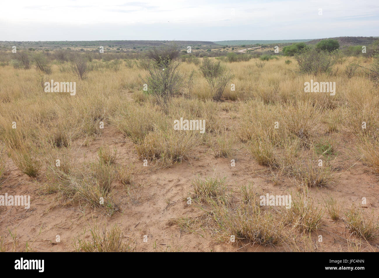Environment kalahari hi-res stock photography and images - Alamy