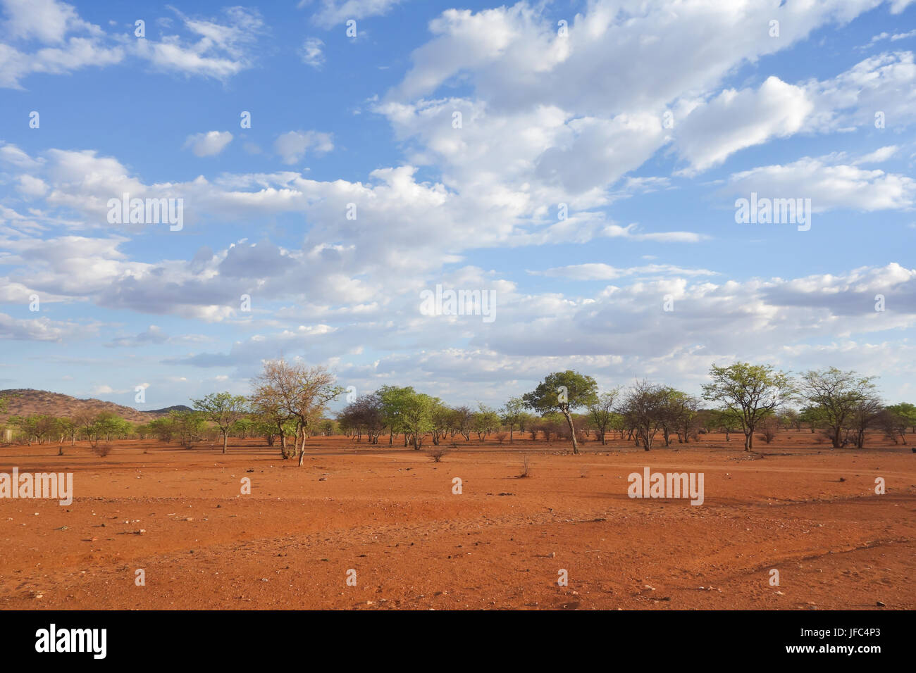 Kalahari sand acacia hi-res stock photography and images - Alamy