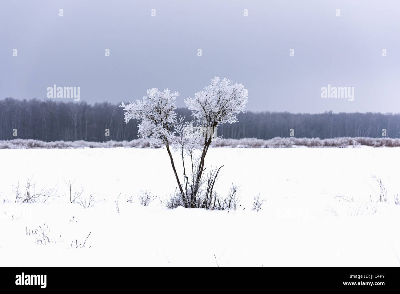 winter dawn frost tree Stock Photo - Alamy