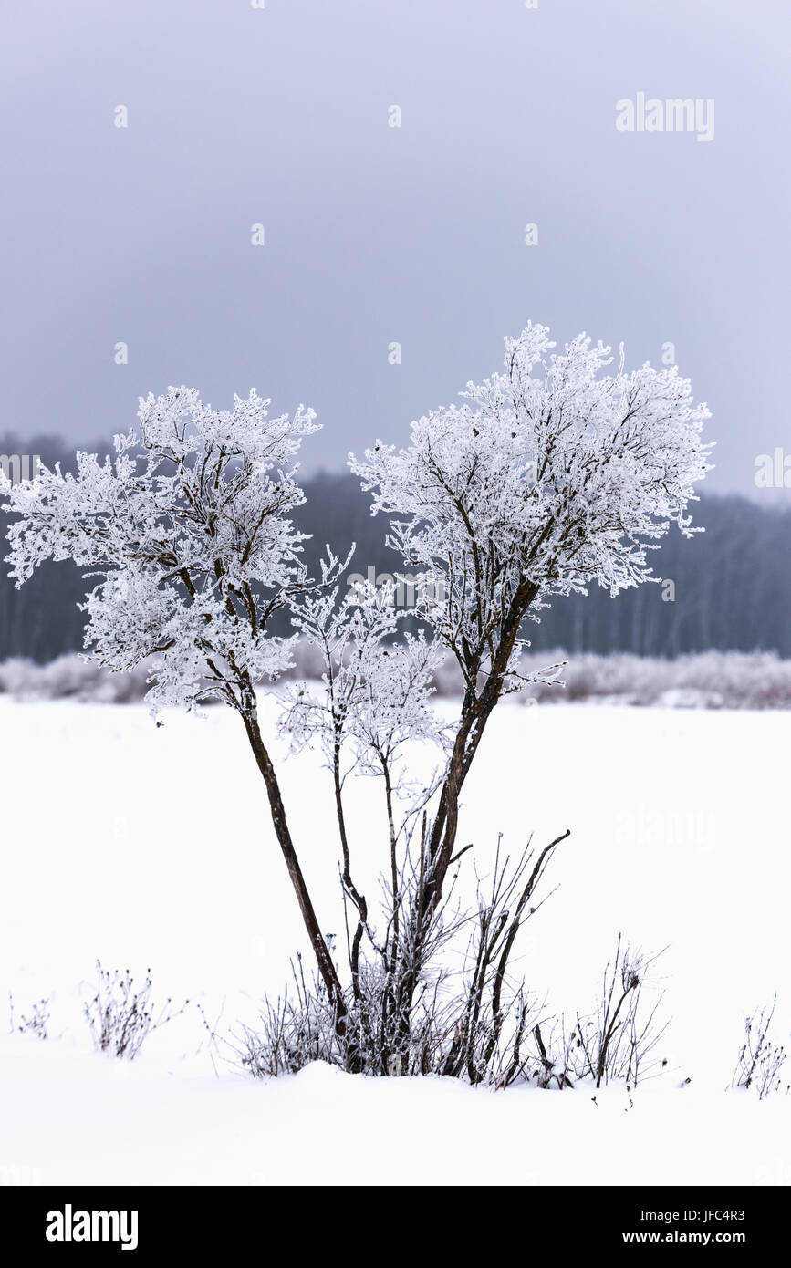 winter dawn frost tree Stock Photo - Alamy