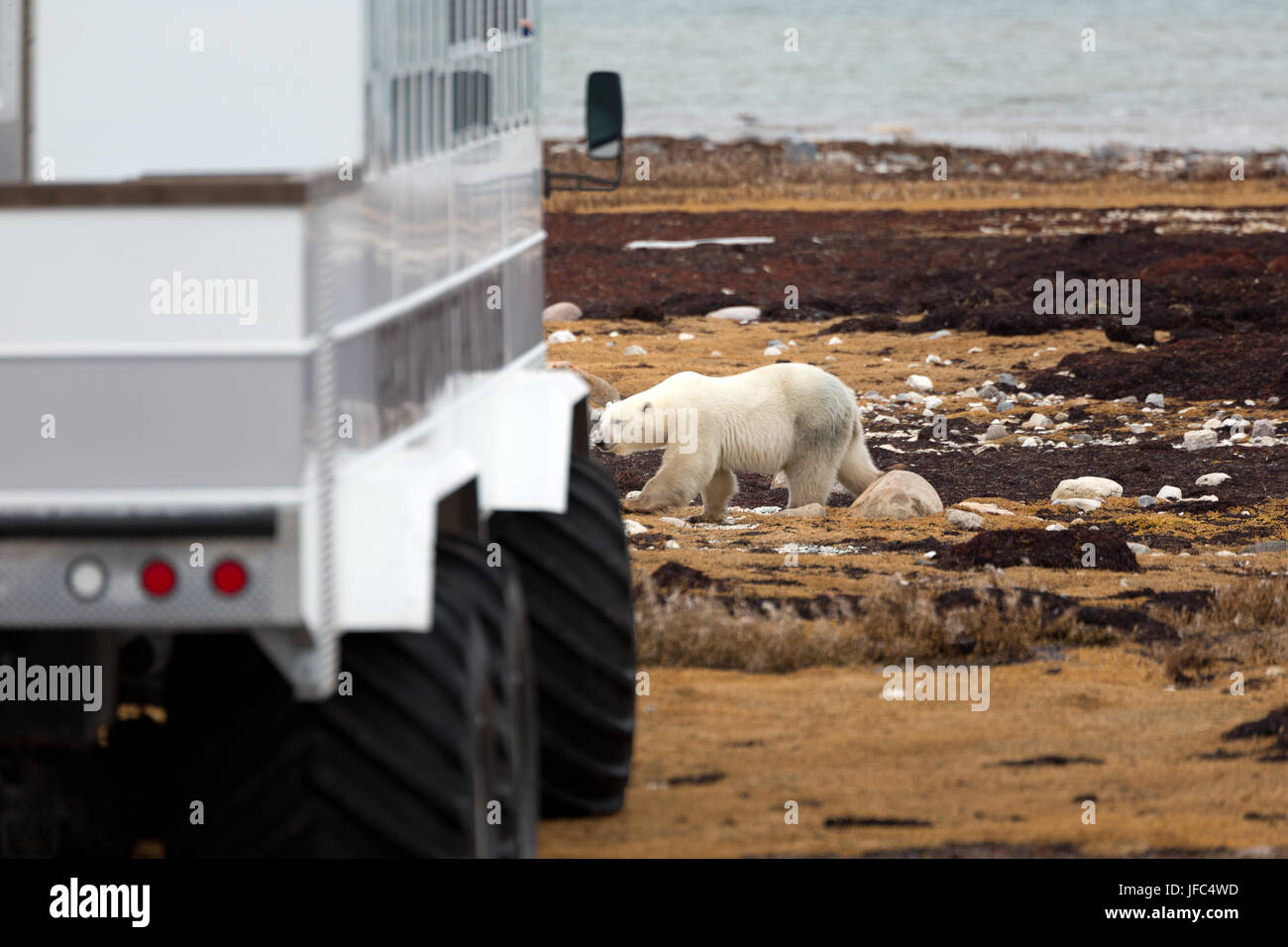 Polar bear at the tundra buggy Stock Photo - Alamy
