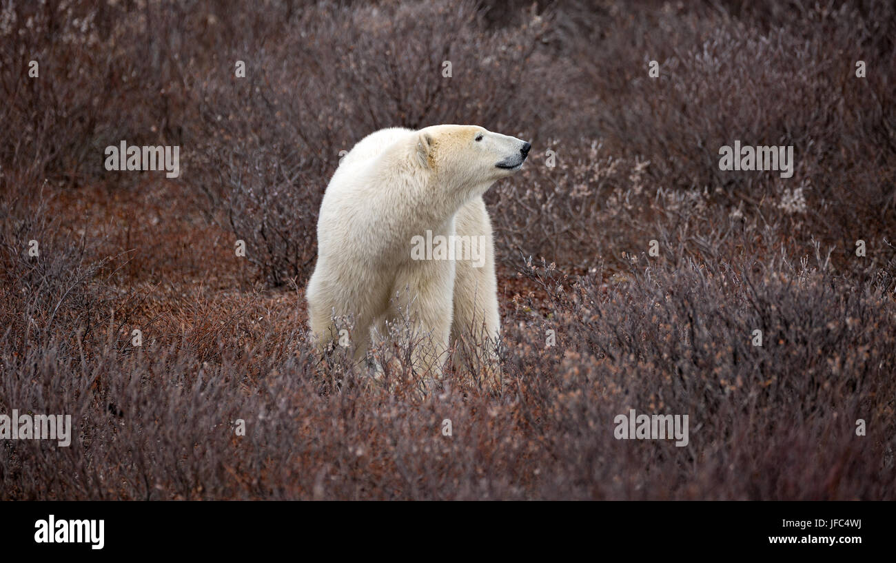 A polar bear at the Hudson Bay Stock Photo - Alamy