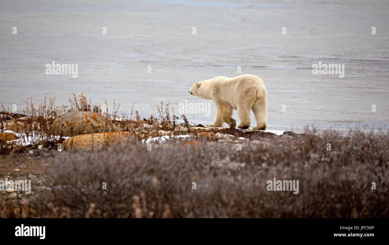 A polar bear at the Hudson Bay Stock Photo - Alamy