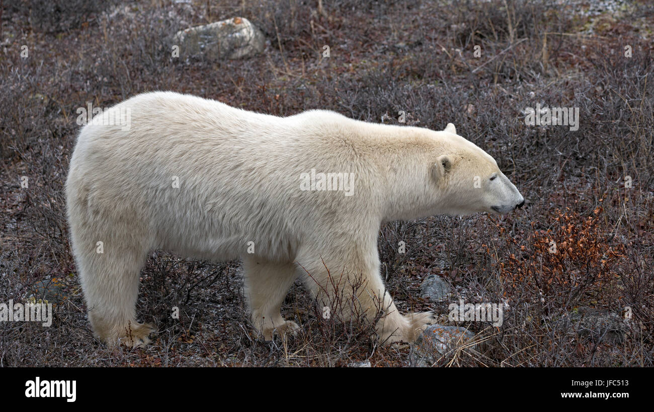 A polar bear at the Hudson Bay Stock Photo - Alamy