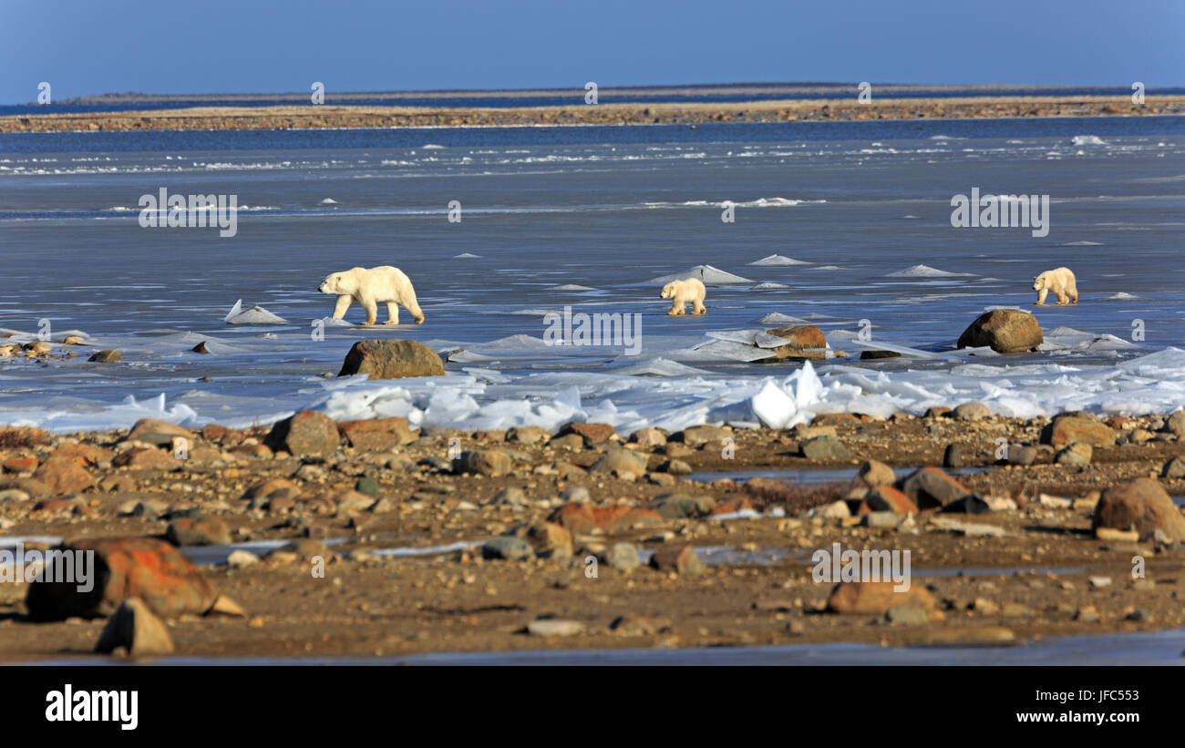 A polar bear family on the ice of the Hudson bay Stock Photo - Alamy