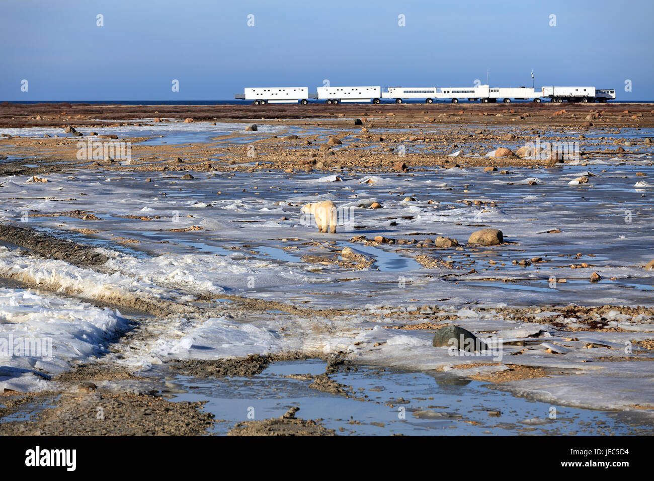 A polar bear before a tundra buggy Lodge Stock Photo - Alamy