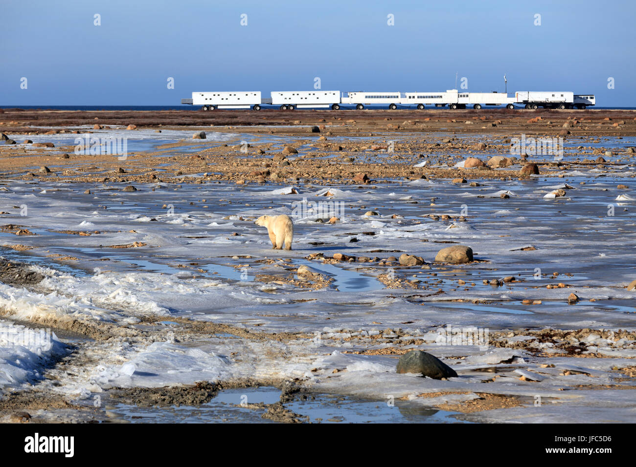 A polar bear before a tundra buggy Lodge Stock Photo - Alamy