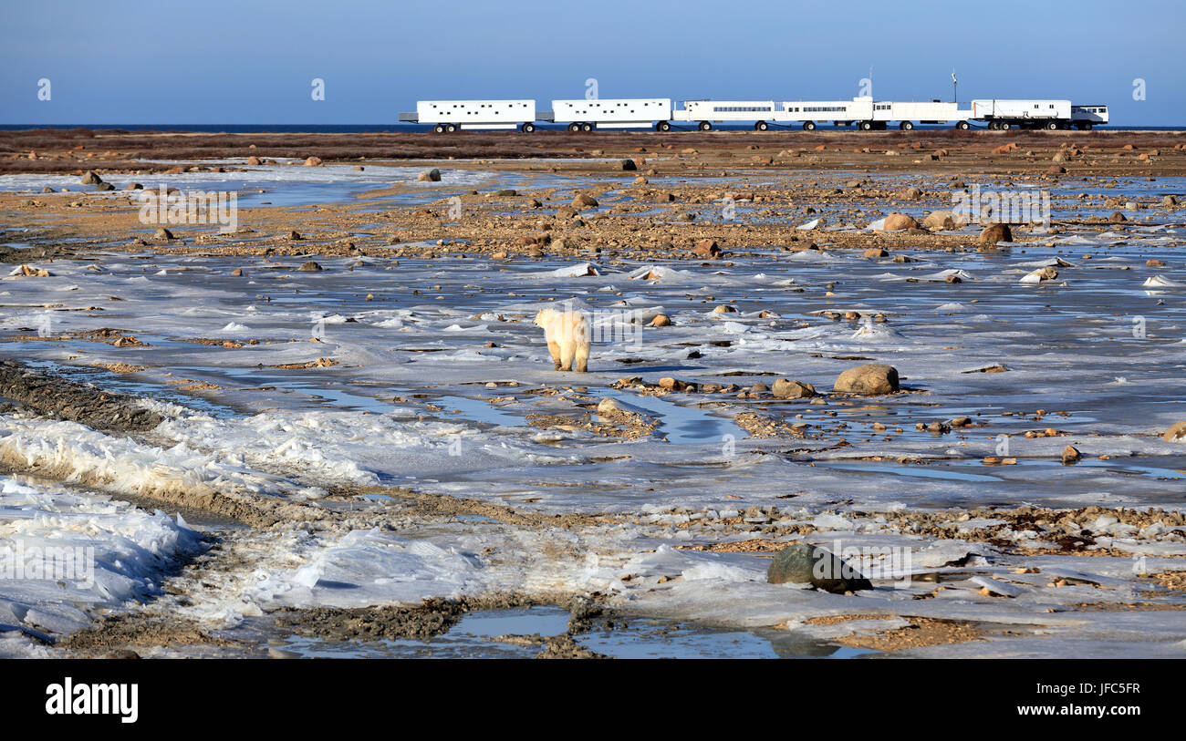 A polar bear before a tundra buggy Lodge Stock Photo - Alamy
