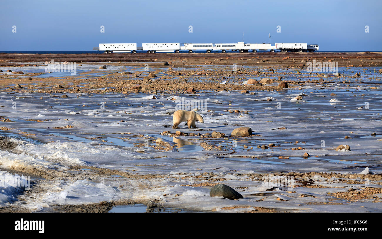 A polar bear before a tundra buggy Lodge Stock Photo - Alamy