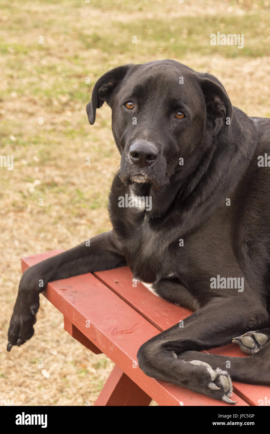 Dog laying on a picnic table Stock Photo - Alamy