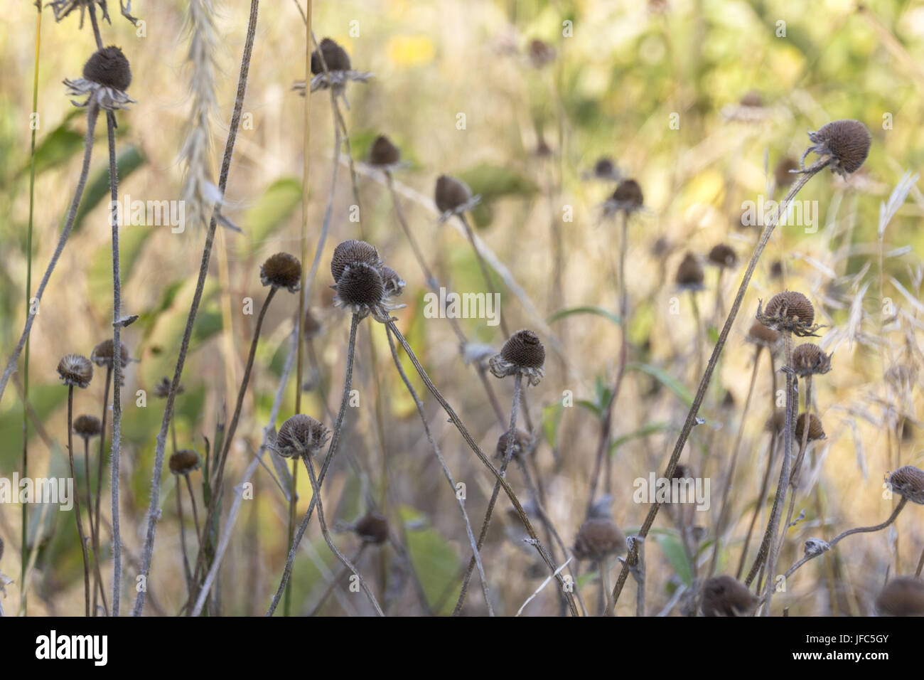 Dead flowers hi-res stock photography and images - Alamy