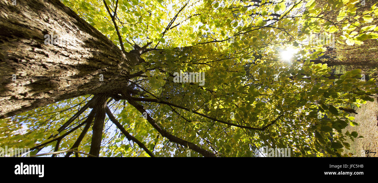 Autumn Tree Panorama Stock Photo - Alamy