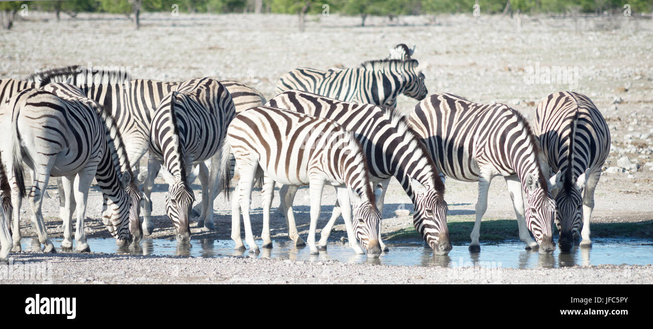 zebras at a watering hole Stock Photo - Alamy