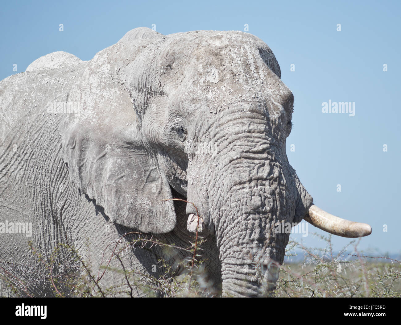 Elephant ivory business hi-res stock photography and images - Alamy