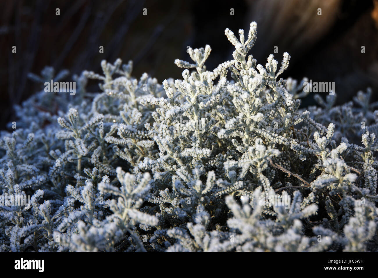 Lavender cotton hi-res stock photography and images - Alamy