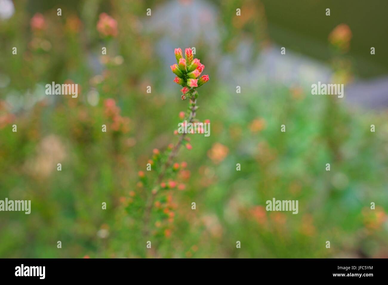 Summer Floral Background Stock Photo - Alamy