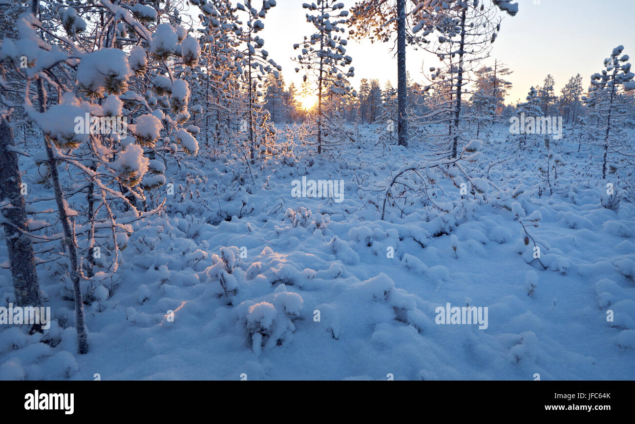 Winter snowy forest at sunset Stock Photo - Alamy