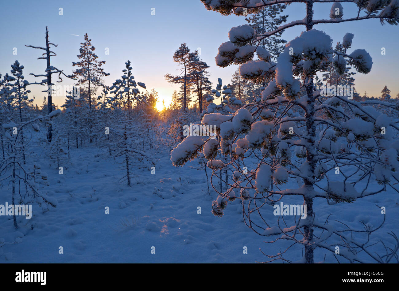 Winter snowy forest at sunset Stock Photo - Alamy
