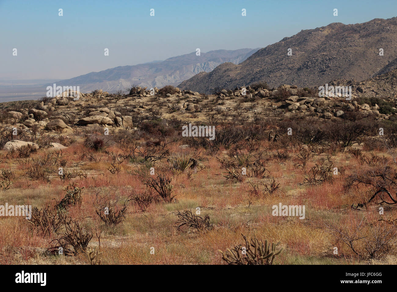 Culp Valley in late spring the Anza-Borrego Desert State Park in ...