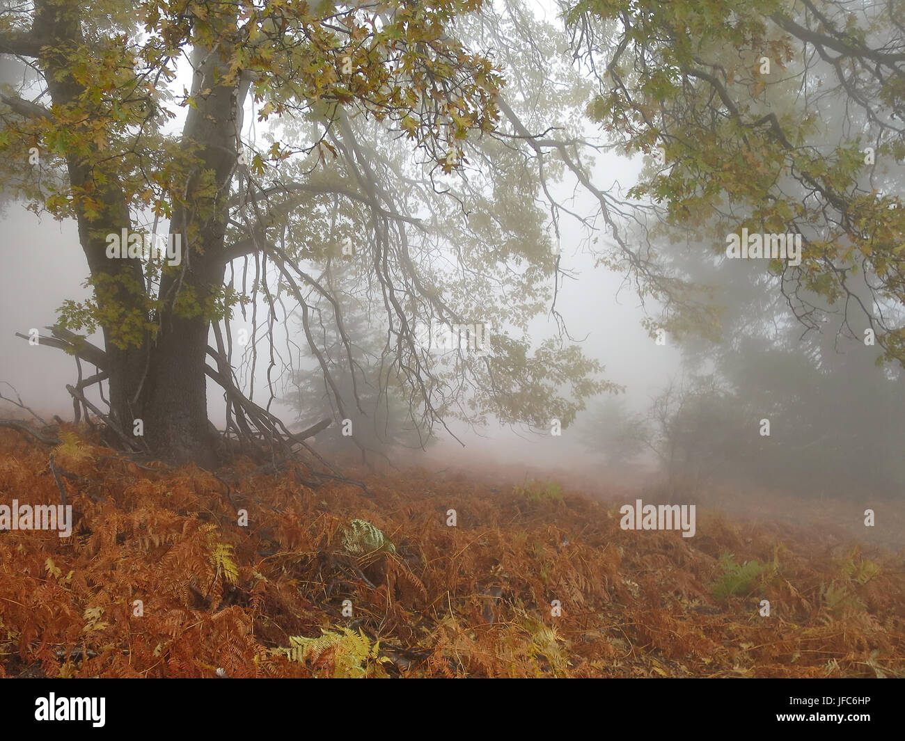 Misty, foggy woodland scene with dried bracken under oak tree in the ...