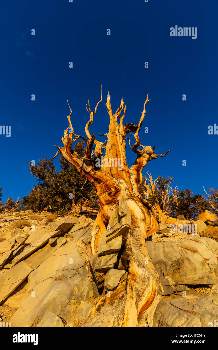 Fee tree hi-res stock photography and images - Alamy