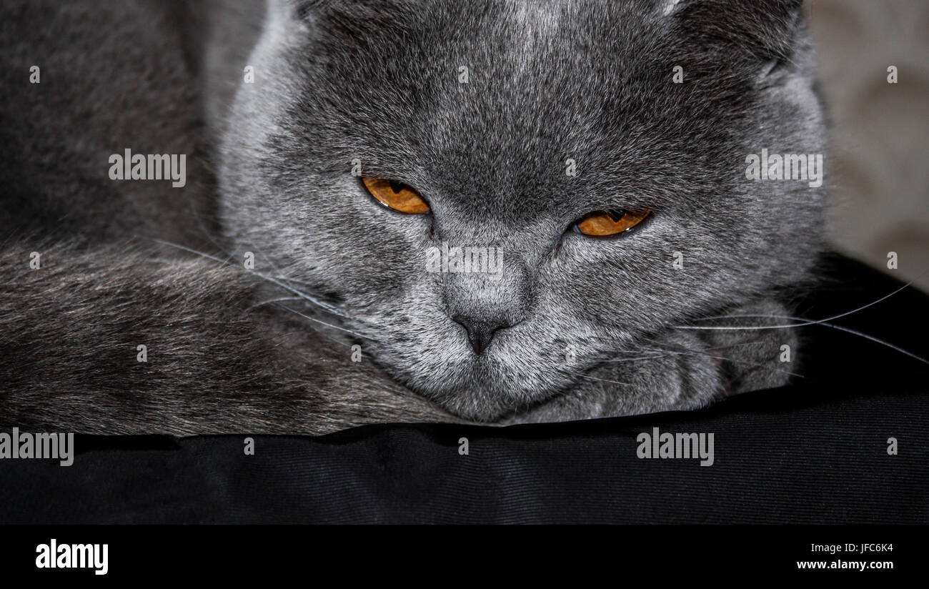 Cat angry eyes hi-res stock photography and images - Alamy