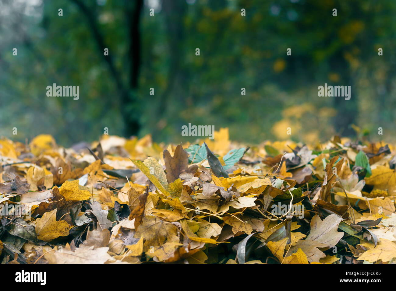 Heap of fallen leaves hi-res stock photography and images - Alamy
