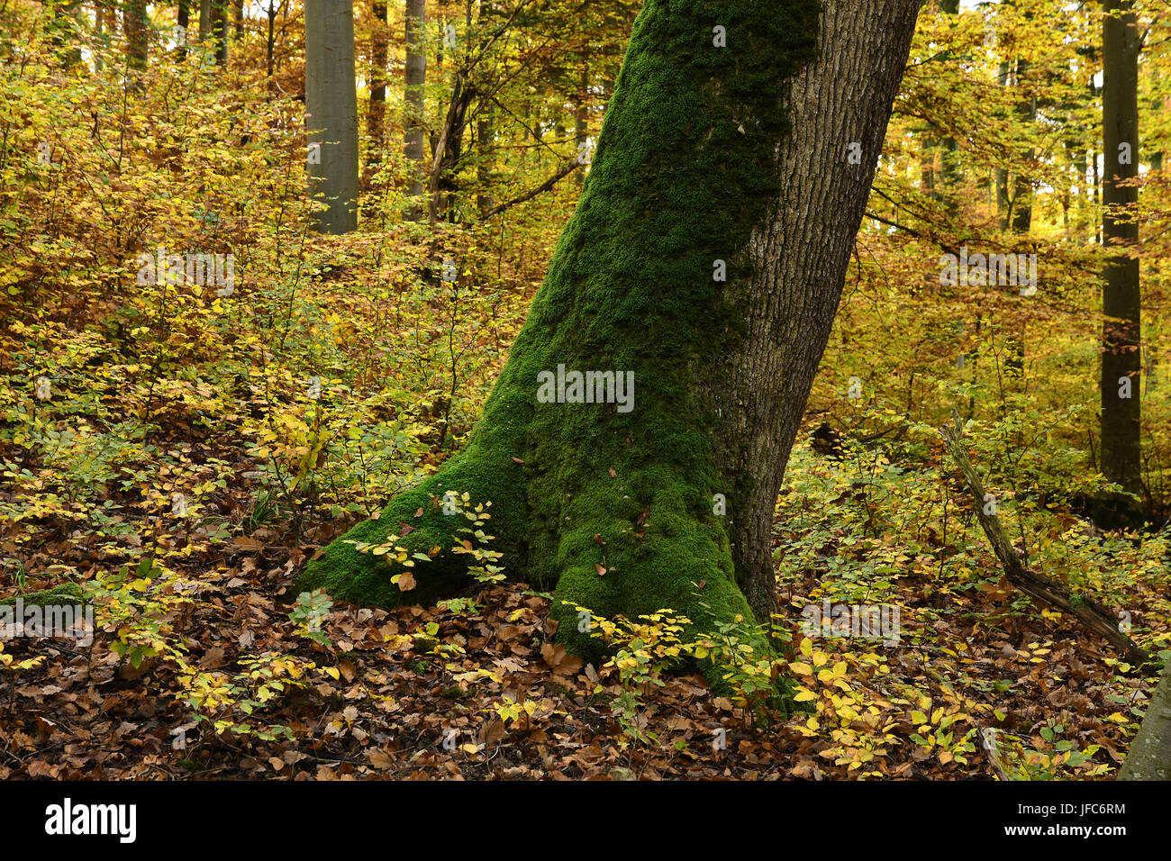 Mossy oak tree hi-res stock photography and images - Alamy