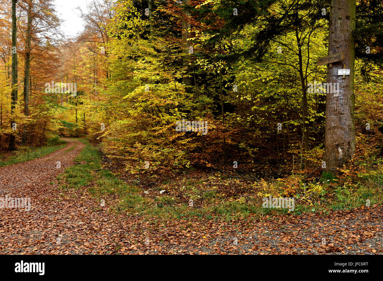 autumn forest, forest path, forest road Stock Photo - Alamy