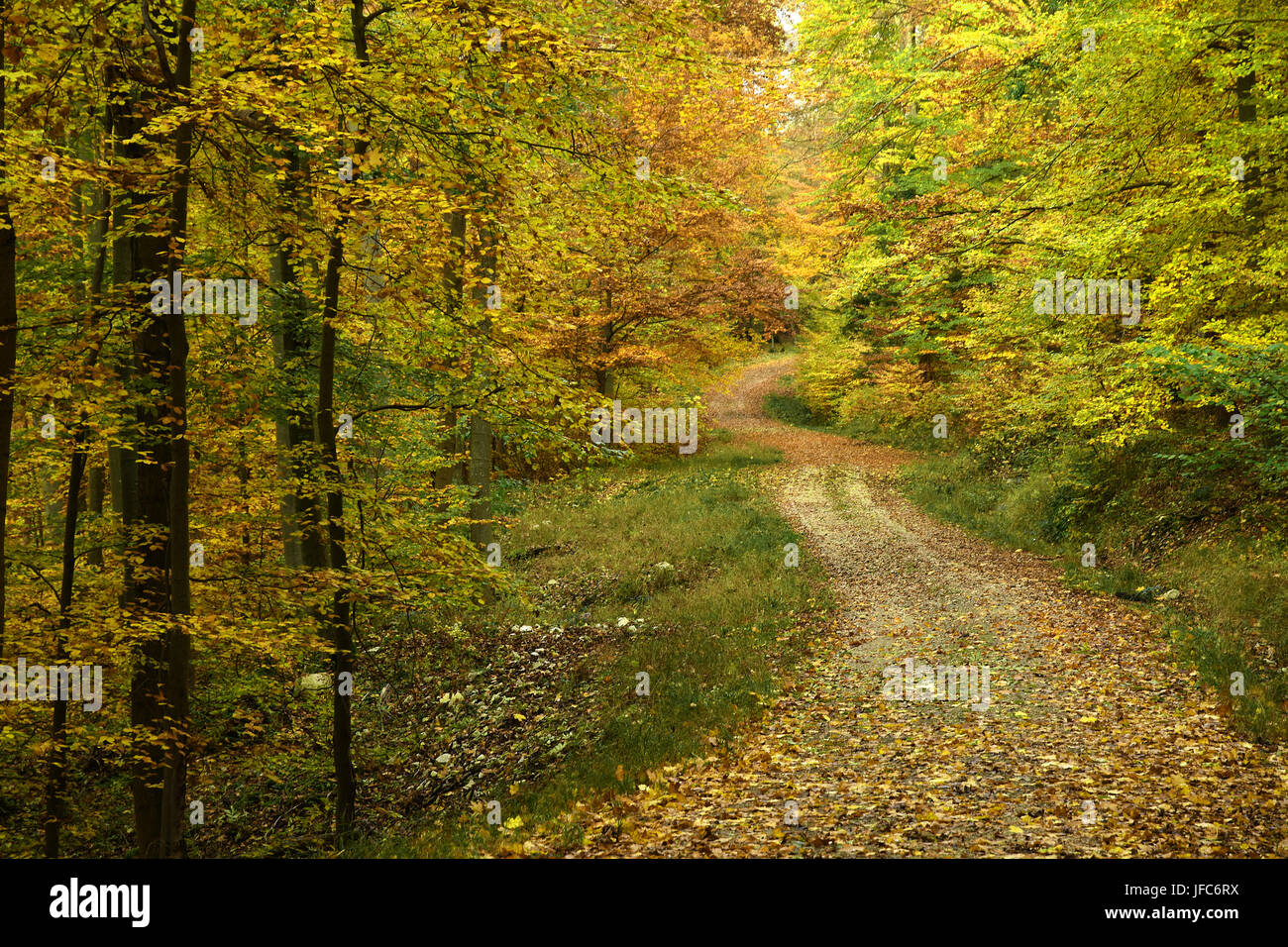 Forst path hi-res stock photography and images - Alamy