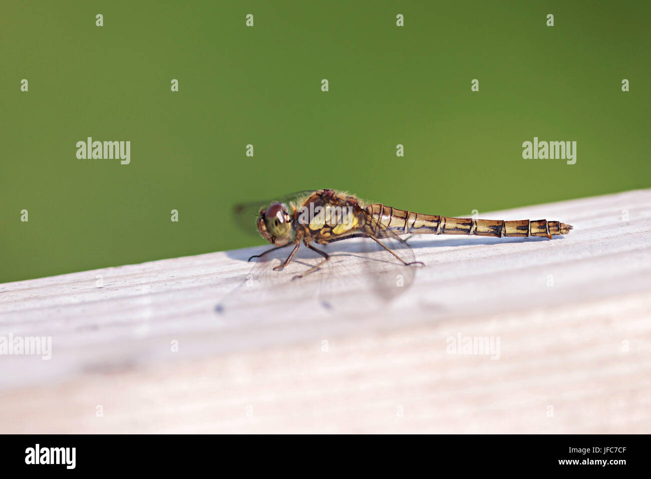 Common Darter - Female Stock Photo - Alamy