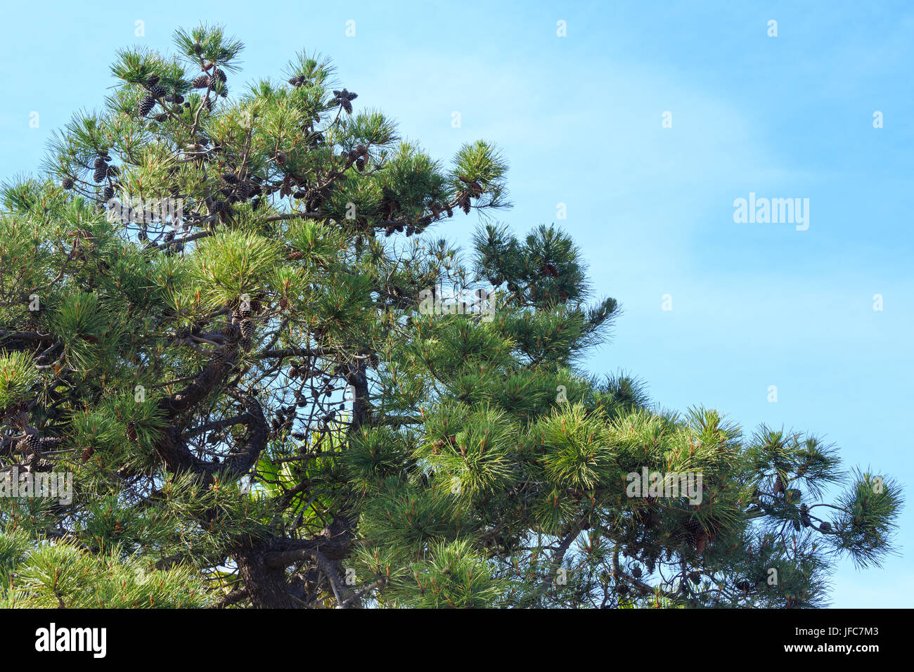Pine trees top Stock Photo - Alamy