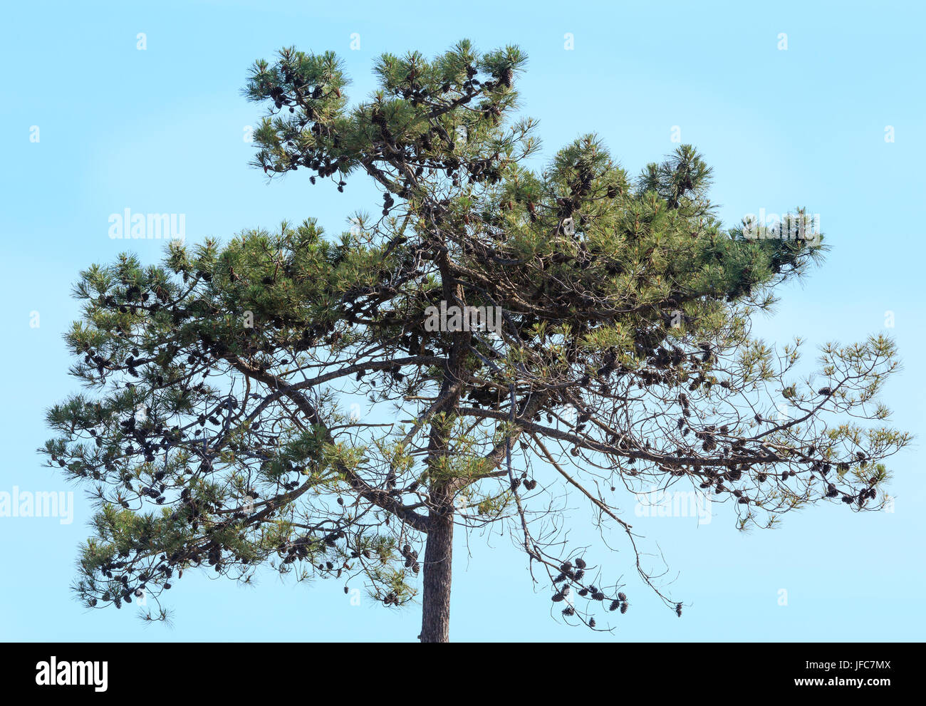 Pine trees top Stock Photo - Alamy