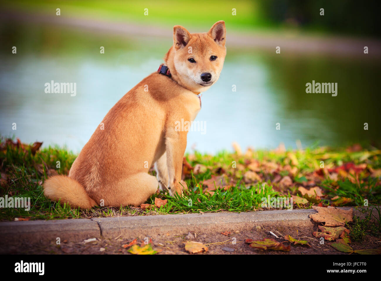 Young shiba inu sits in green garden Stock Photo - Alamy