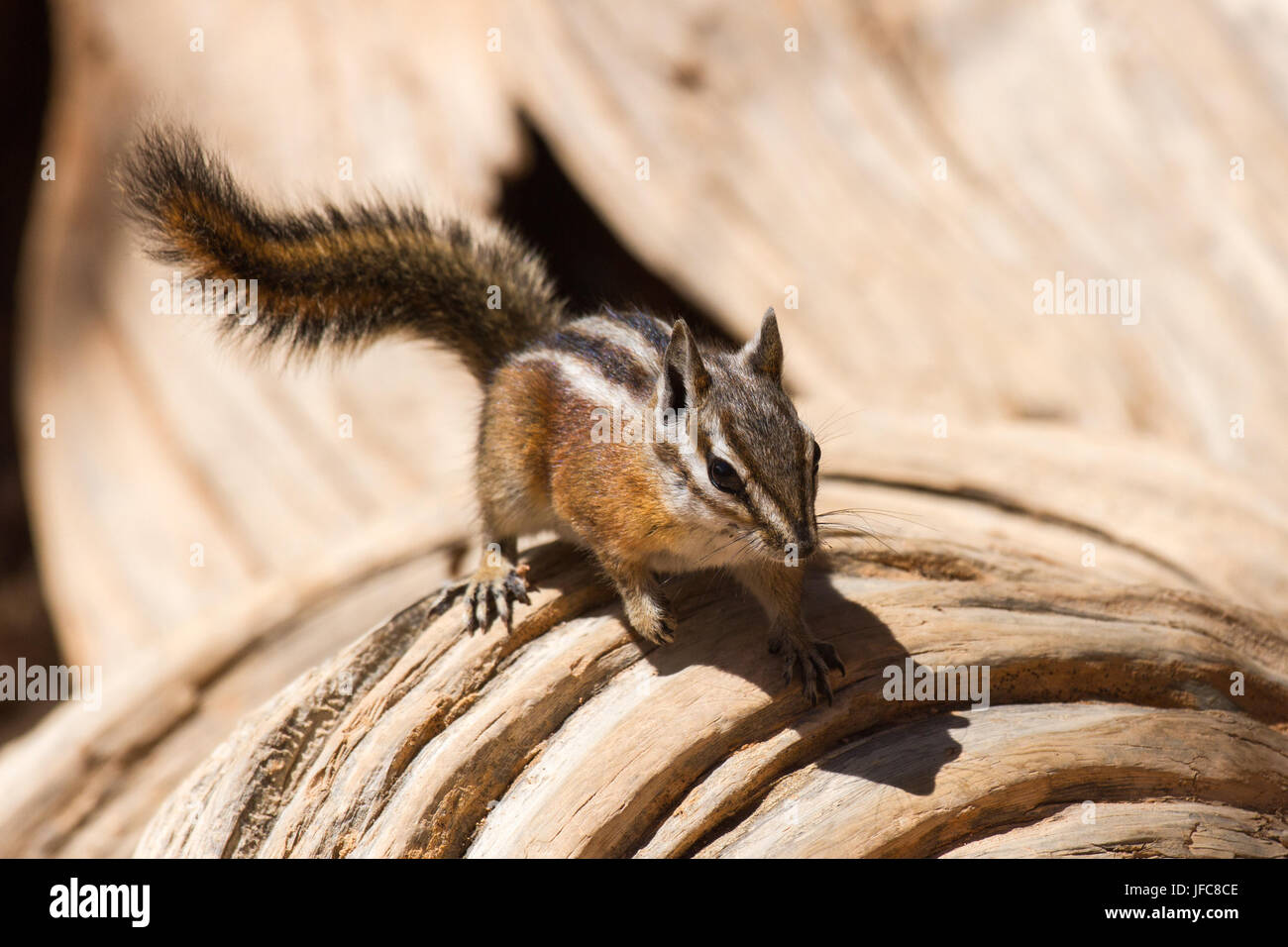 Chipmunk claws hi-res stock photography and images - Alamy