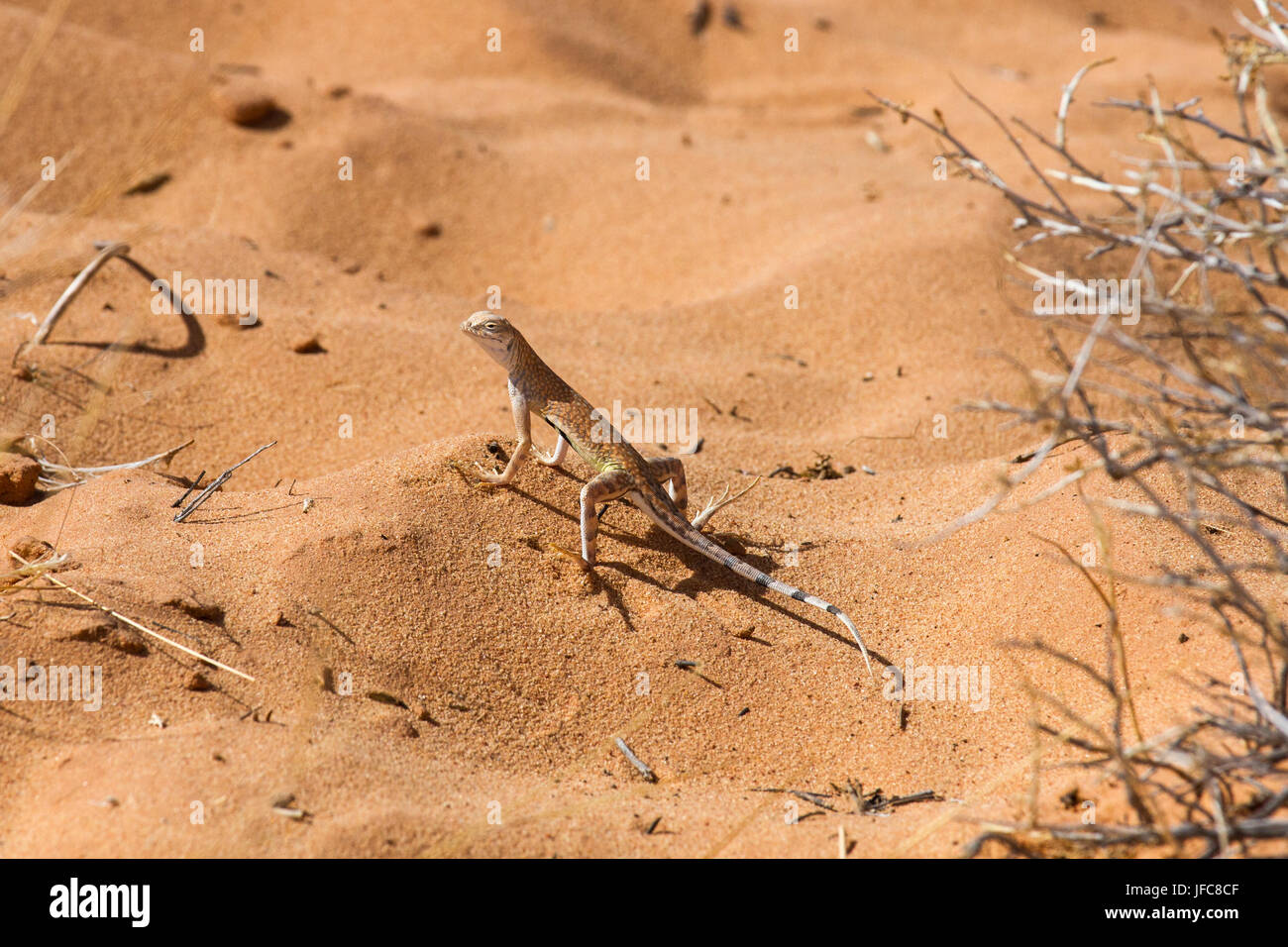 Great Basin Whiptail Stock Photo - Alamy