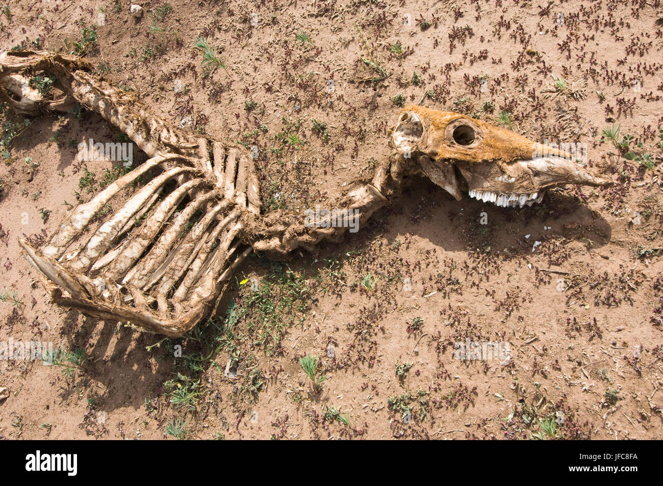 Drought dead cattle africa hi-res stock photography and images - Alamy