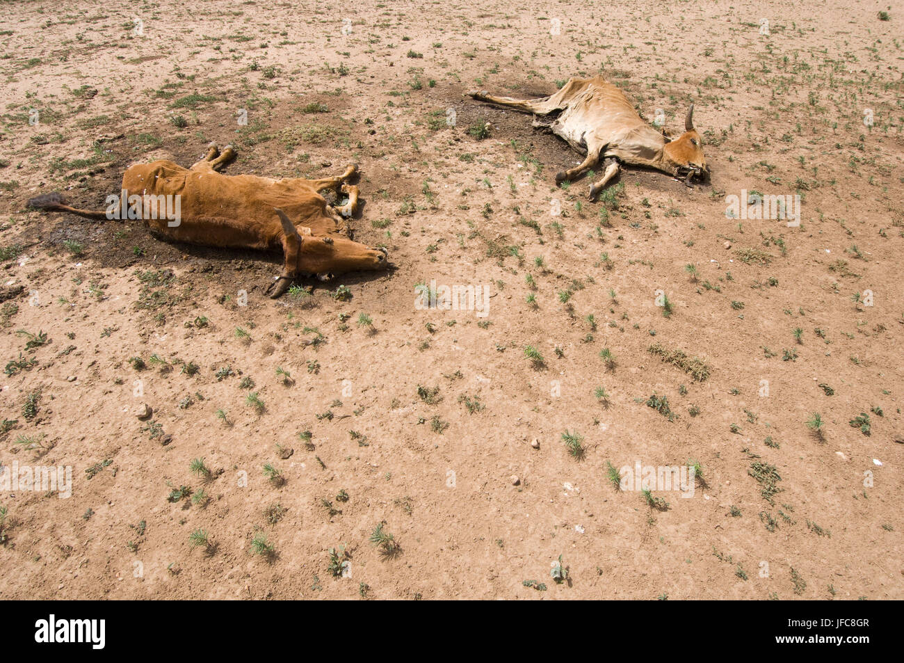 Drought africa cattle hi-res stock photography and images - Alamy