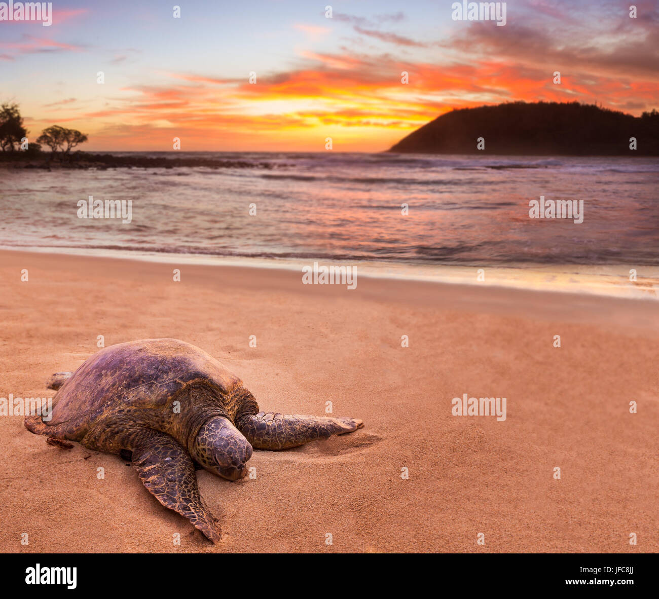 Turtle beach sunset hi-res stock photography and images - Alamy