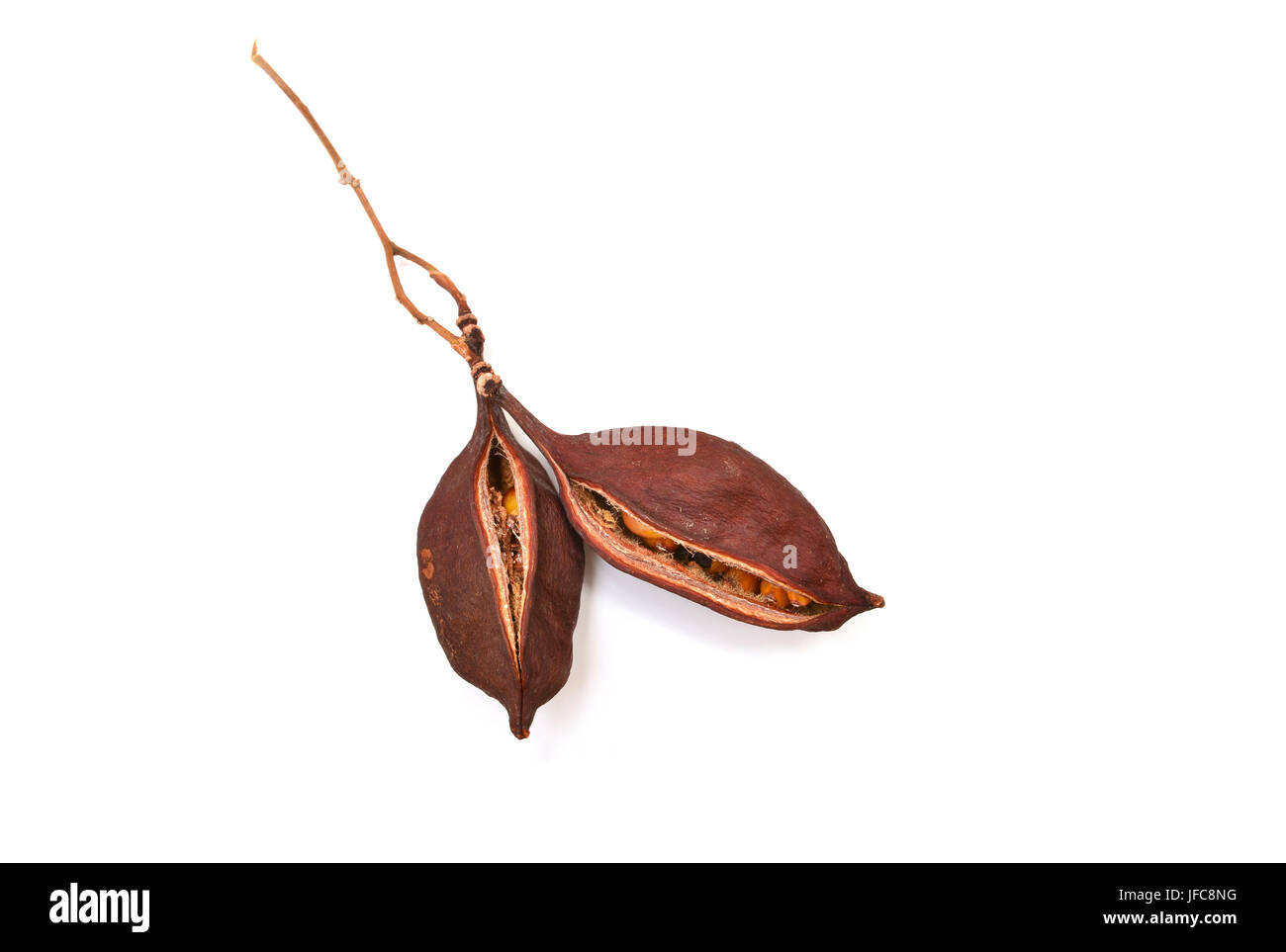 Bottle tree seeds Stock Photo - Alamy