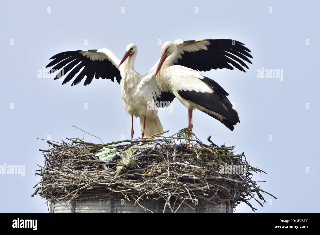 Mating white storks hi-res stock photography and images - Alamy