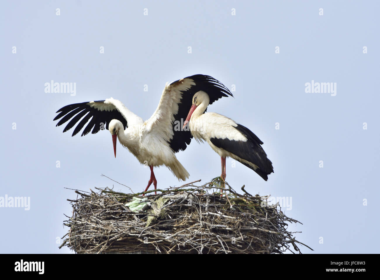 Fam storks hi-res stock photography and images - Alamy