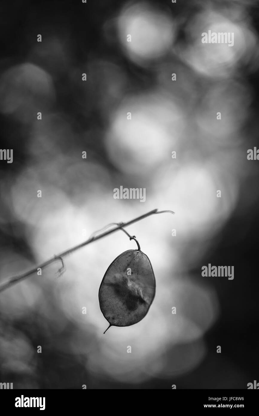 White honesty hi-res stock photography and images - Alamy