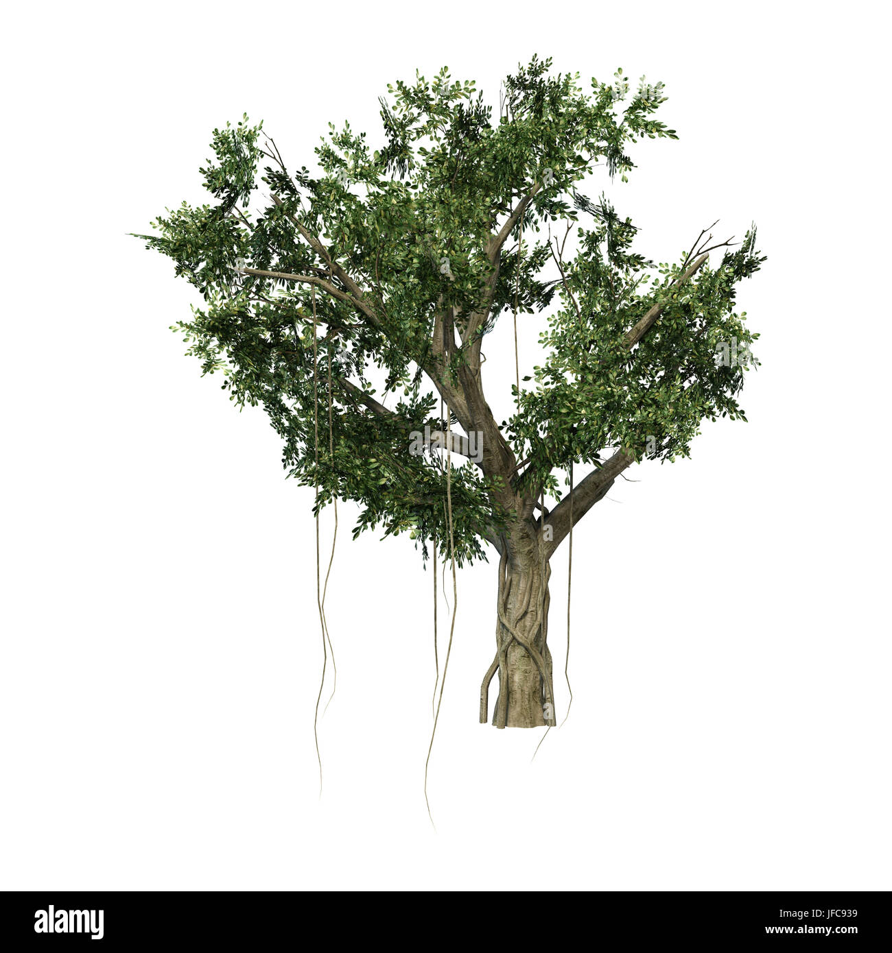 3D rendering of a banyan tree isolated on white background Stock Photo ...