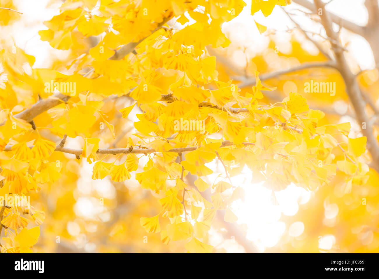 Ginkgo trees Autumn Stock Photo - Alamy